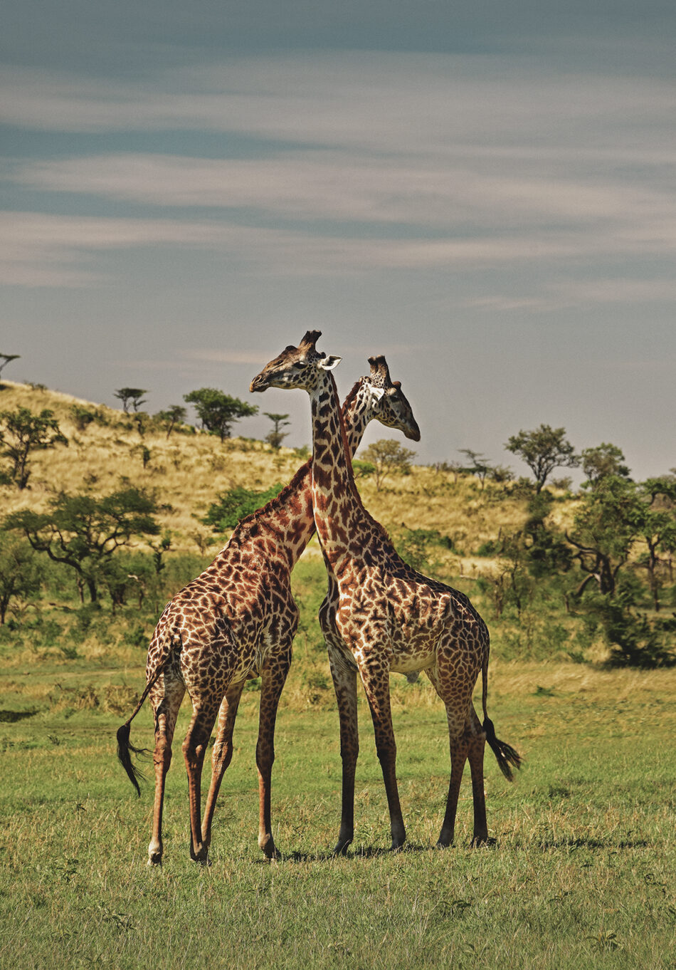 Singita Faru Faru Lodge in Tanzania — See it Through Our Lens